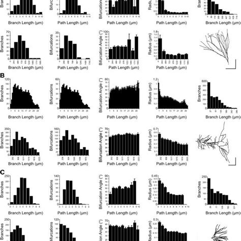 Frequency Distributions Of Morphological Parameters Three Groups Of Download Scientific
