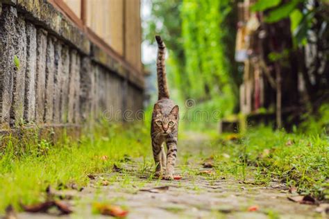 Cute Cat Walking On A Narrow Cozy Street Ubud Stock Image Image Of