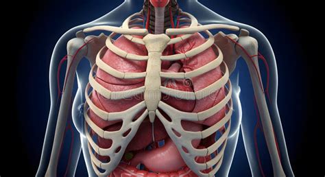 Human Anatomy Visualization Showing Rib Cage And Internal Organs Stock