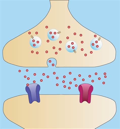 Neurotransmitter And Adrenal Dysfunction Canary Club Home At Home Hormone Testing