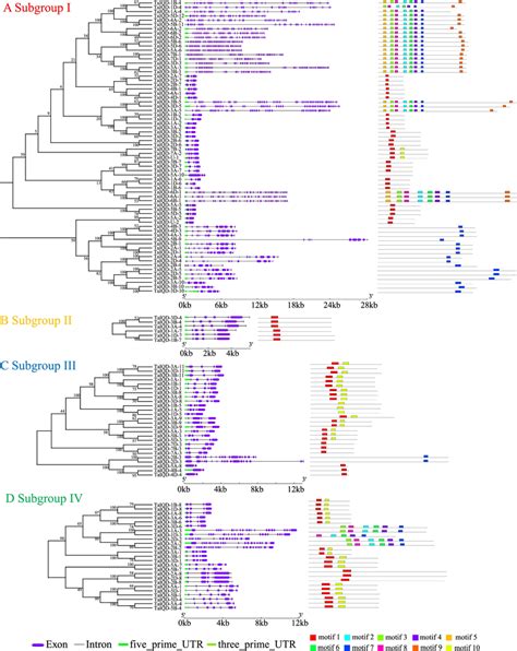 Phylogenetic Relationships Exonintron Organization And Motif Download Scientific Diagram
