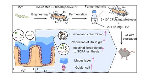 Streptococcus Thermophilus Plate