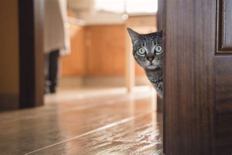 Penis Pria Ini Tersangkut Di Anus Kucing Karena Coba Berhubungan Seks Okezone News