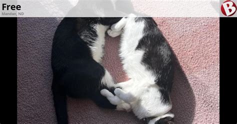 Male And Female Intact Cats Mandan Nd