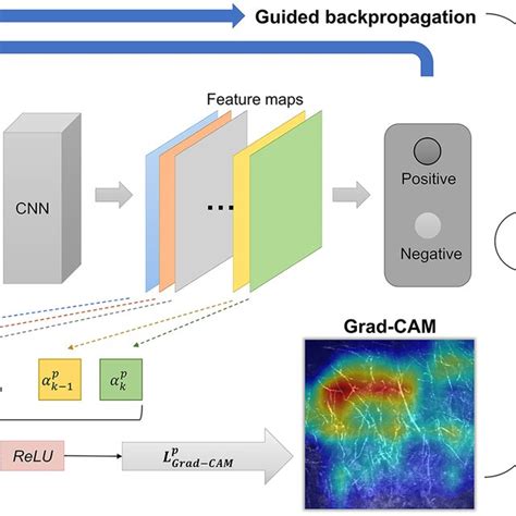 The Network Architecture Of Grad Cam And Guided Grad Cam The Weight