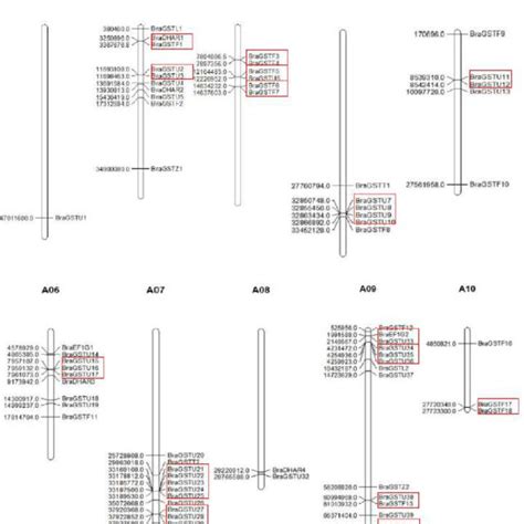 Chromosomal Location And Gene Duplication In Brapa Note The Tandem
