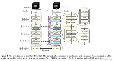 D Net Dynamic Large Kernel With Dynamic Feature Fusion For Volumetric