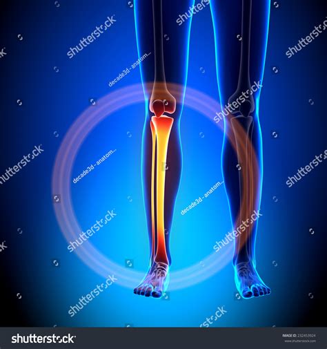 Female Tibia Fibula Anatomy Bones Stock Illustration 232453924 Shutterstock