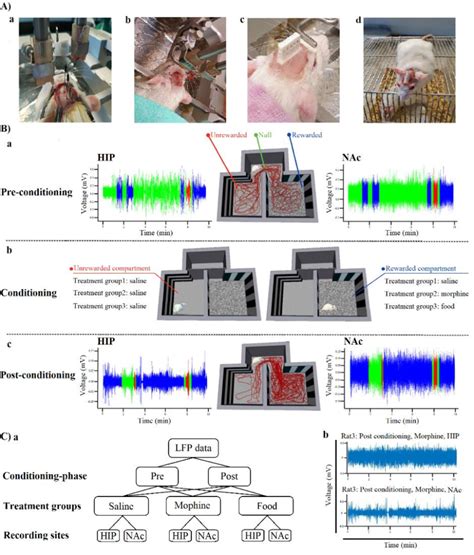 Behavioral And Lfp Recording Protocol Aa D Electrodes Download