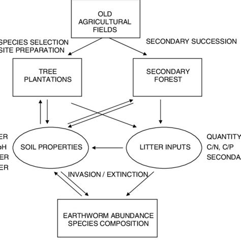 Conceptual Model Illustrating The Mechanisms By Which Tree Plantations Download Scientific