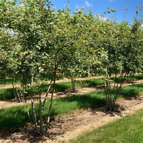 Amelanchier Lamarkii 200 To 250cm Multistem Trees Form Plants