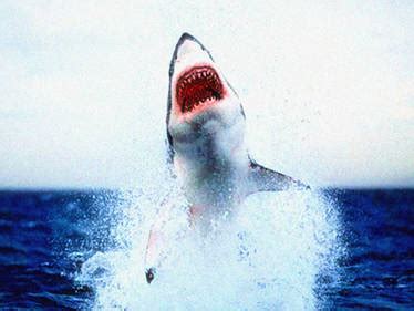 Explore The Best Thegreatwhiteshark Art Deviantart