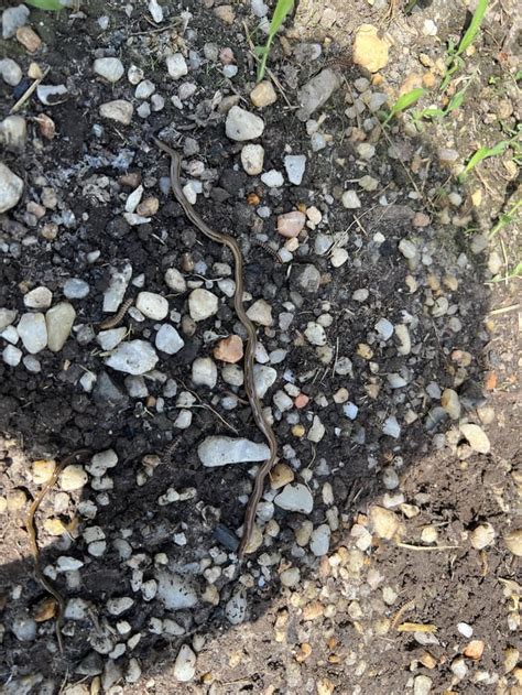 Worm Bug Alien R Whatisthisbug