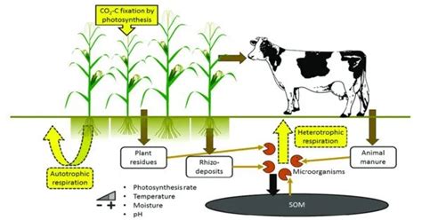 Soil Respiration Assignment Point
