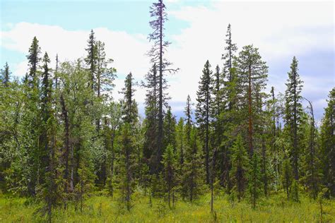 Boreal Coniferous Forest In Sweden By Halletz On Deviantart