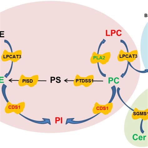 Pathway Diagrams Constructed With Various Lipid Species A Conversion