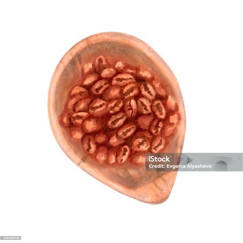 커피 콩을 곁들인 나무 숟가락 평면도 수채화 및 마커 그림 로부스타와 아라비카 맛의 씨앗 손으로 그린 고립 된 예술 국제 커피의 날 아로마 드링크 Robusta Coffee