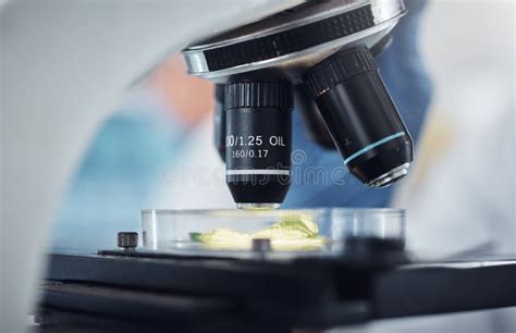 Science Research And Plant Sample On Microscope For Exam Lab Test And Science Research And Plant Sample On Microscope For Exam Lab Test And