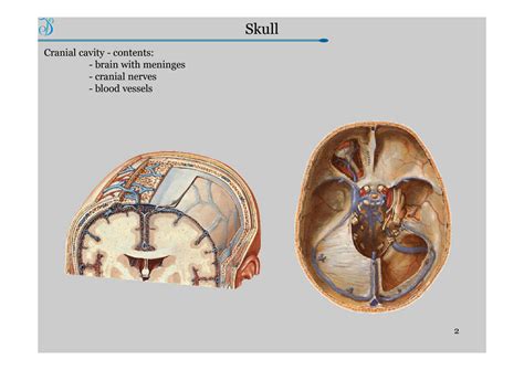 SOLUTION: Cranial cavity and meninges - Studypool