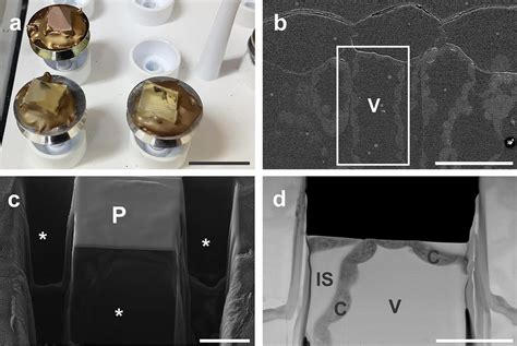 Most Important Steps Of Sample Preparation By Fib Sem A Plastic Resin