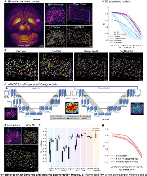 Figure 1 From Cellseg3d Self Supervised 3d Cell Segmentation For Light Sheet Microscopy