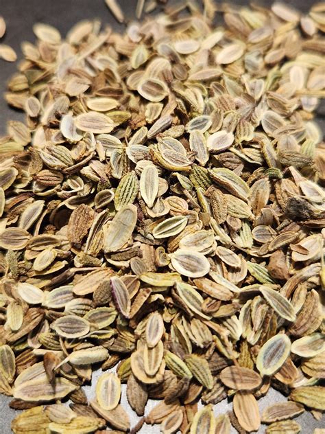 Fangfeng Saposhnikovia Divaricata Seeds Herb Whisperer