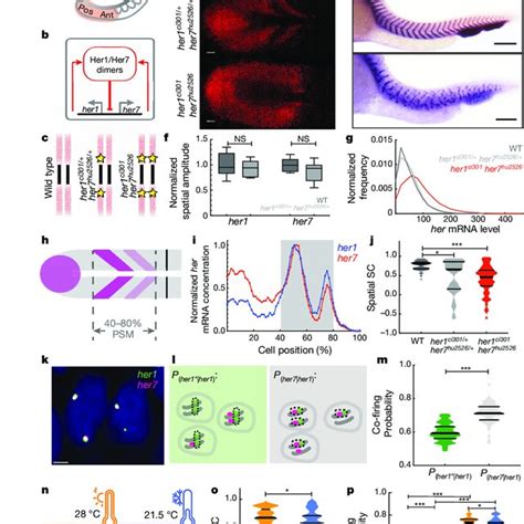 Negative Feedback Loop Drives Correlated Transcription A Posterior Download Scientific