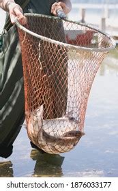 251 Pond Dipping Net Images Stock Photos Vectors Shutterstock