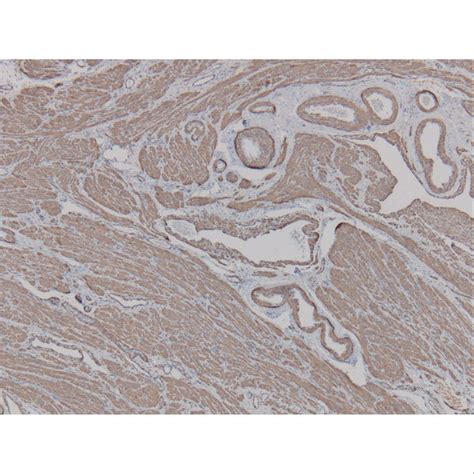 Immunopathology Control Slides S 100 Pos 10 Pk