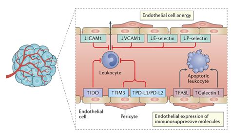 血管生成药物的抗肿瘤免疫作用