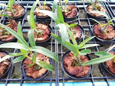 How To Propagate Orchids Complete Guide Brilliant Orchids