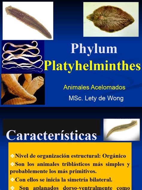 Tema5 Bio 125 Platelmintos Pdf