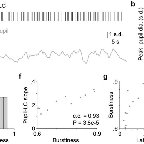 pupil lc relationship across distinct lc neurons a example