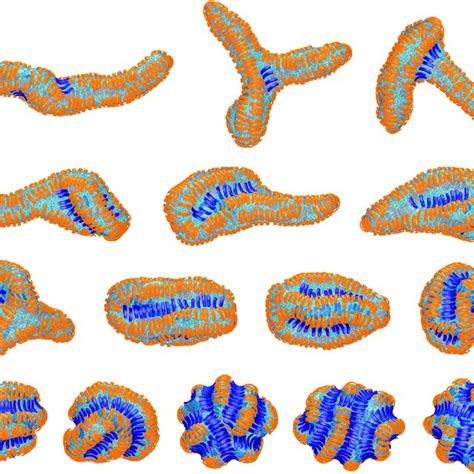 Time Sequence Of Morphologies For A Mixture Of Concave And Convex