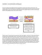Lab Module 6 Gram Stain Introduction And Background Docx Lab Module 6 Gram Stain