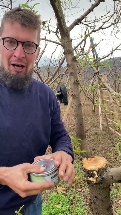 Лучшее средство для защиты ран и срезов на деревьях - YouTube