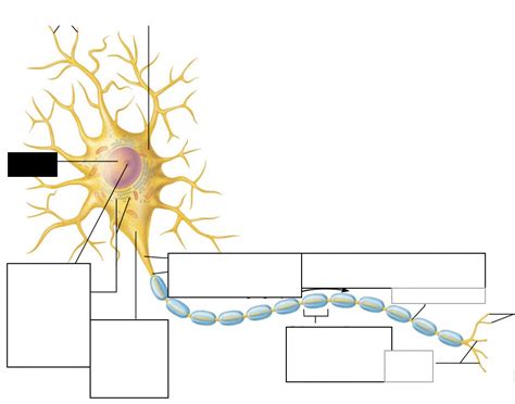Nervous System Ii Diagram Quizlet