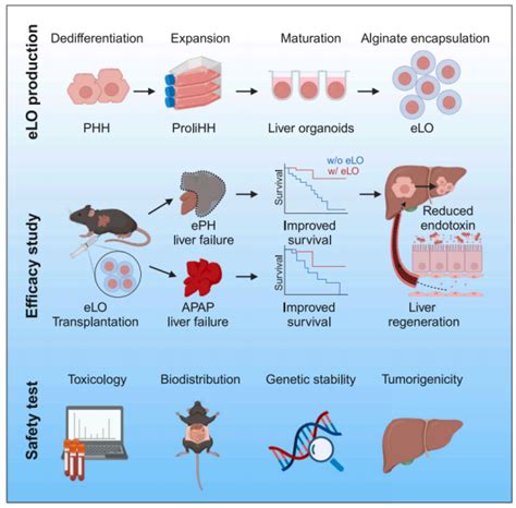 Cell Stem Cell 惠利健团队利用微囊化可增殖人肝细胞类器官实现肝衰竭治疗 细胞治疗专区 生物谷