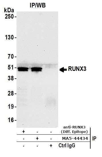 Runx3 Recombinant Monoclonal Antibody Blr122h Ma5 44433