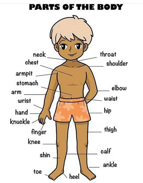 Parts Of The Body Vocabulary Posters Learn English Vocabulary