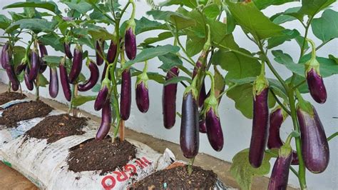 Mastering Eggplant Cultivation Tips For A Bountiful Harvest Grow