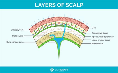 The 5 Layers Of Scalp Explained Skinkraft