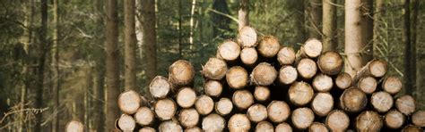 Timber Production Forest Research