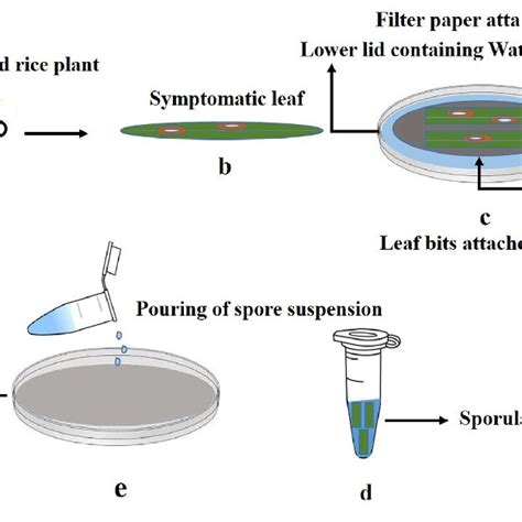 Pictorial Representation Of The Isolation Of M Oryzae By The Download Scientific Diagram