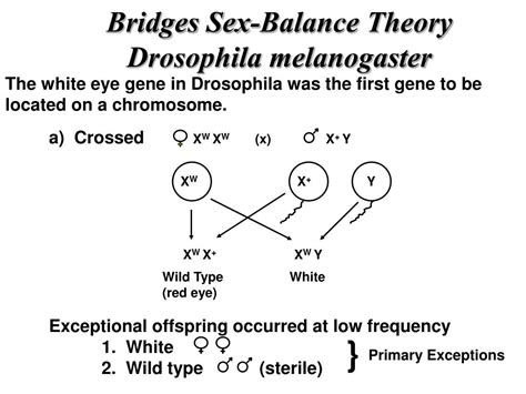 Ppt Sex Determination Powerpoint Presentation Free Download Id6389287