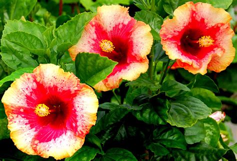 Bunga Raya Bunga Kebangsaan Malaysia Relaks Minda