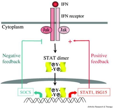Activation Of Positive And Negative Feedback Loops By I Open I