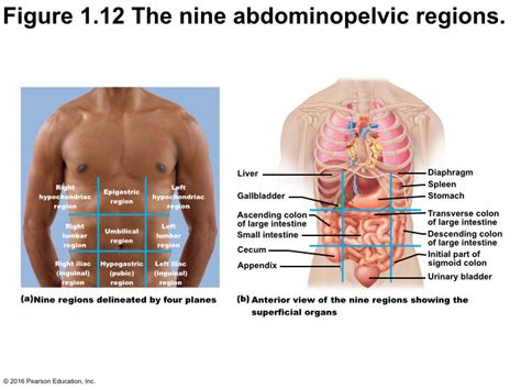 Anatomyphysiology Body Regions Diagram Quizlet