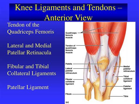 Ppt Joints Structure Function And Movement Powerpoint Presentation