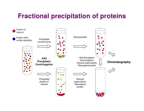 Protein Purification Hjp